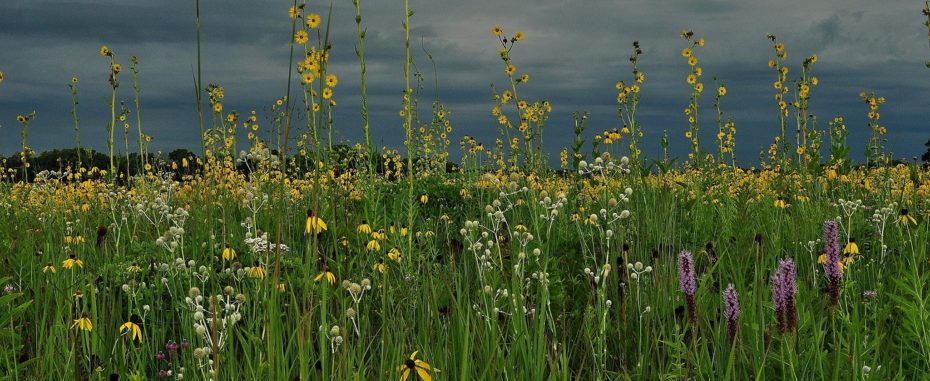 Pollinator Pathways – Illinois Prairie Chapter